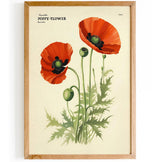 Poppy Flower Illustrated Floral Poster – HypeSheriff