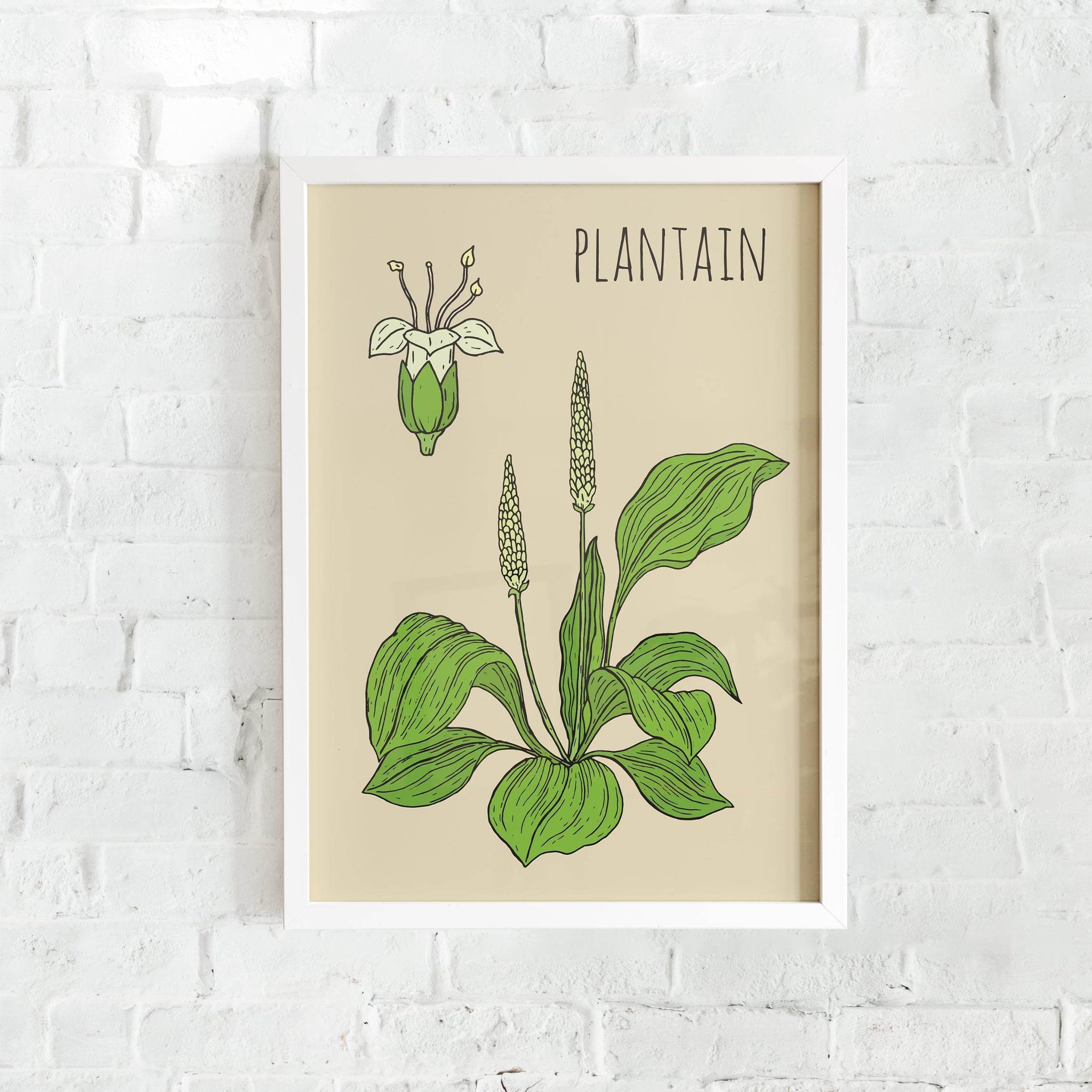 Plantain Botanical Poster – HypeSheriff