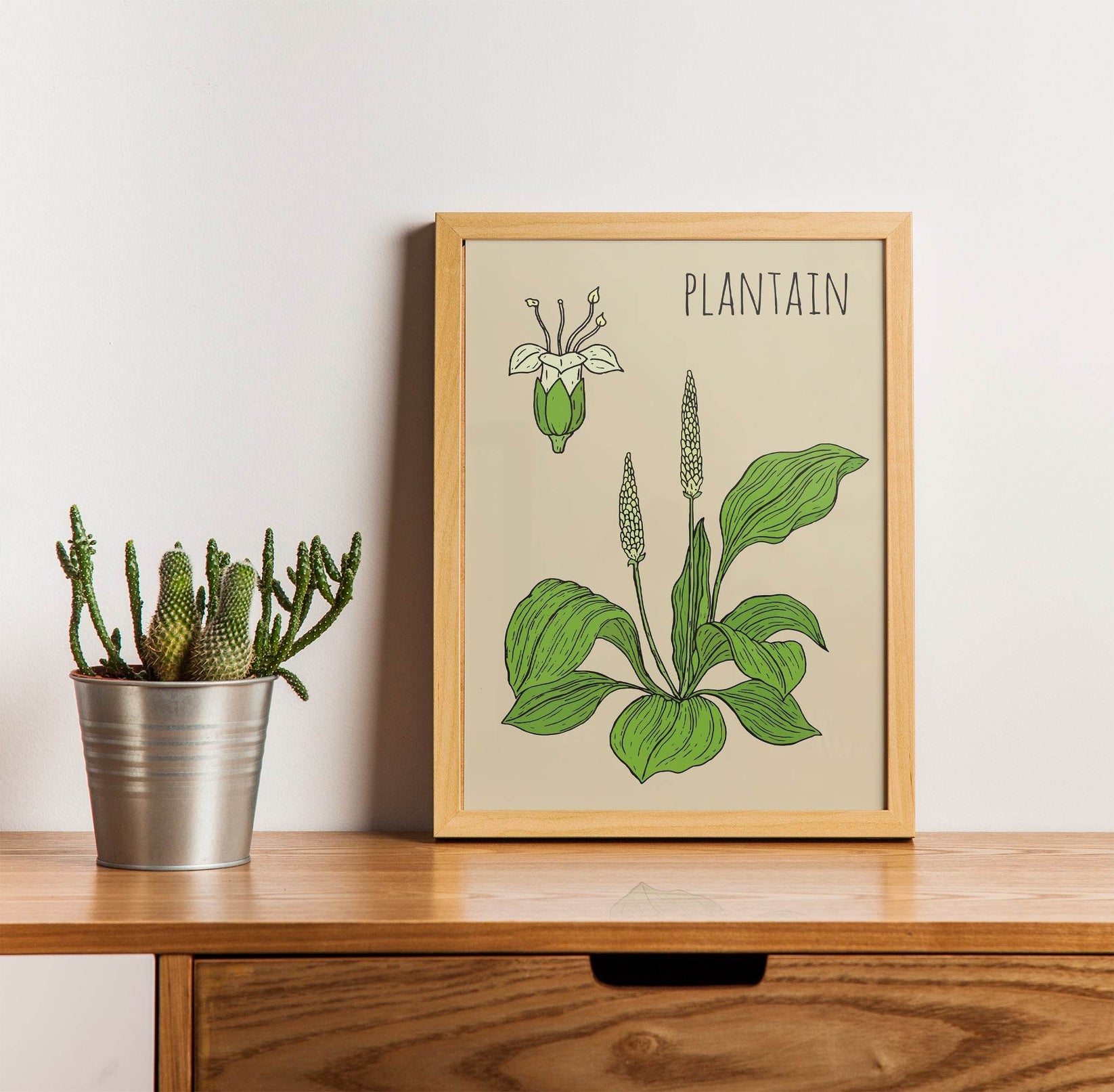 Plantain Botanical Poster – HypeSheriff